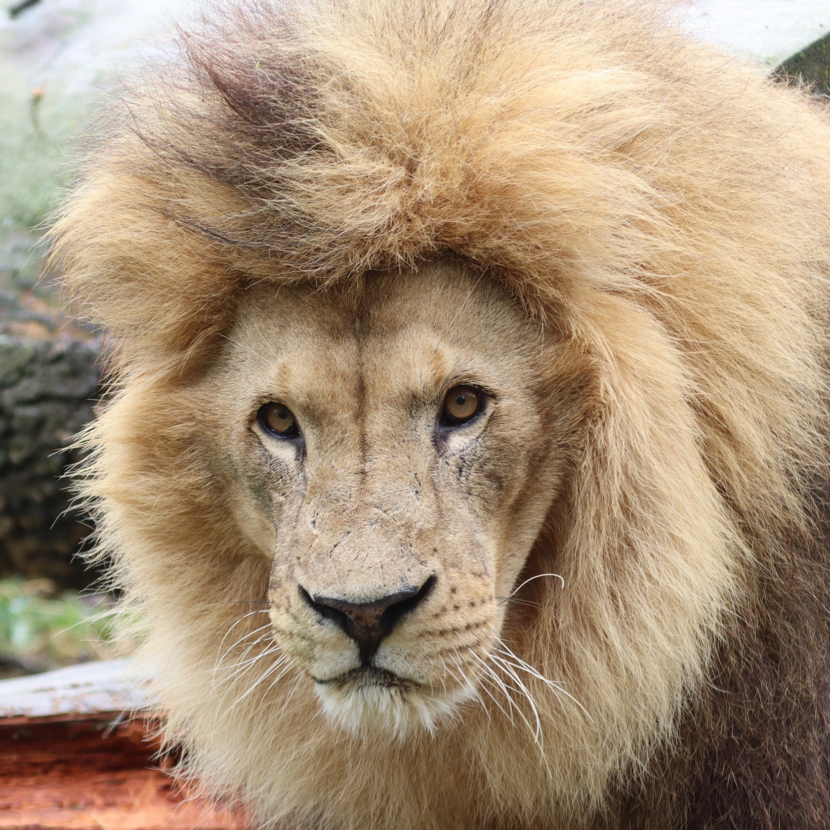Animal adoptions – Animal Defenders International Shop USA