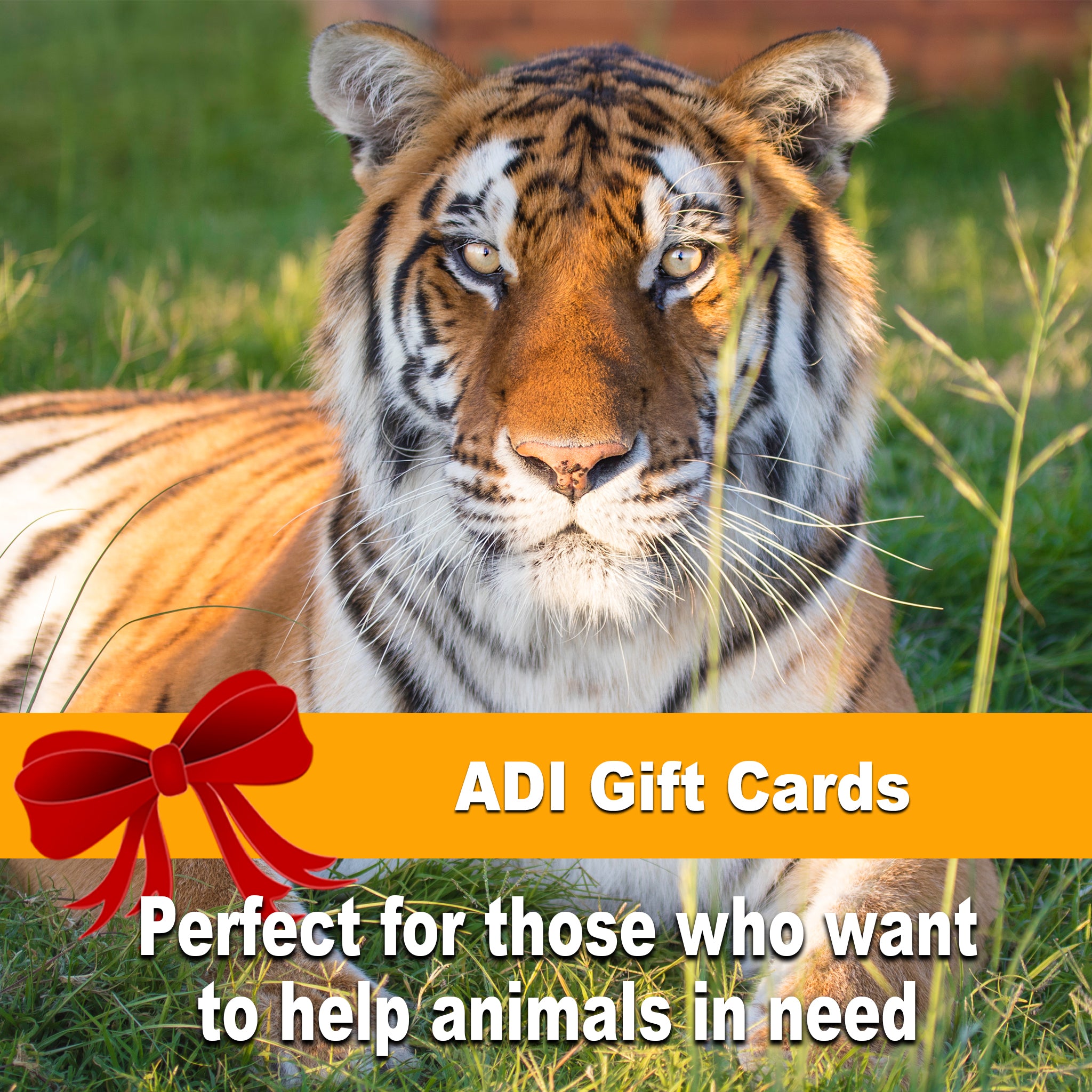Collections – Animal Defenders International Shop USA