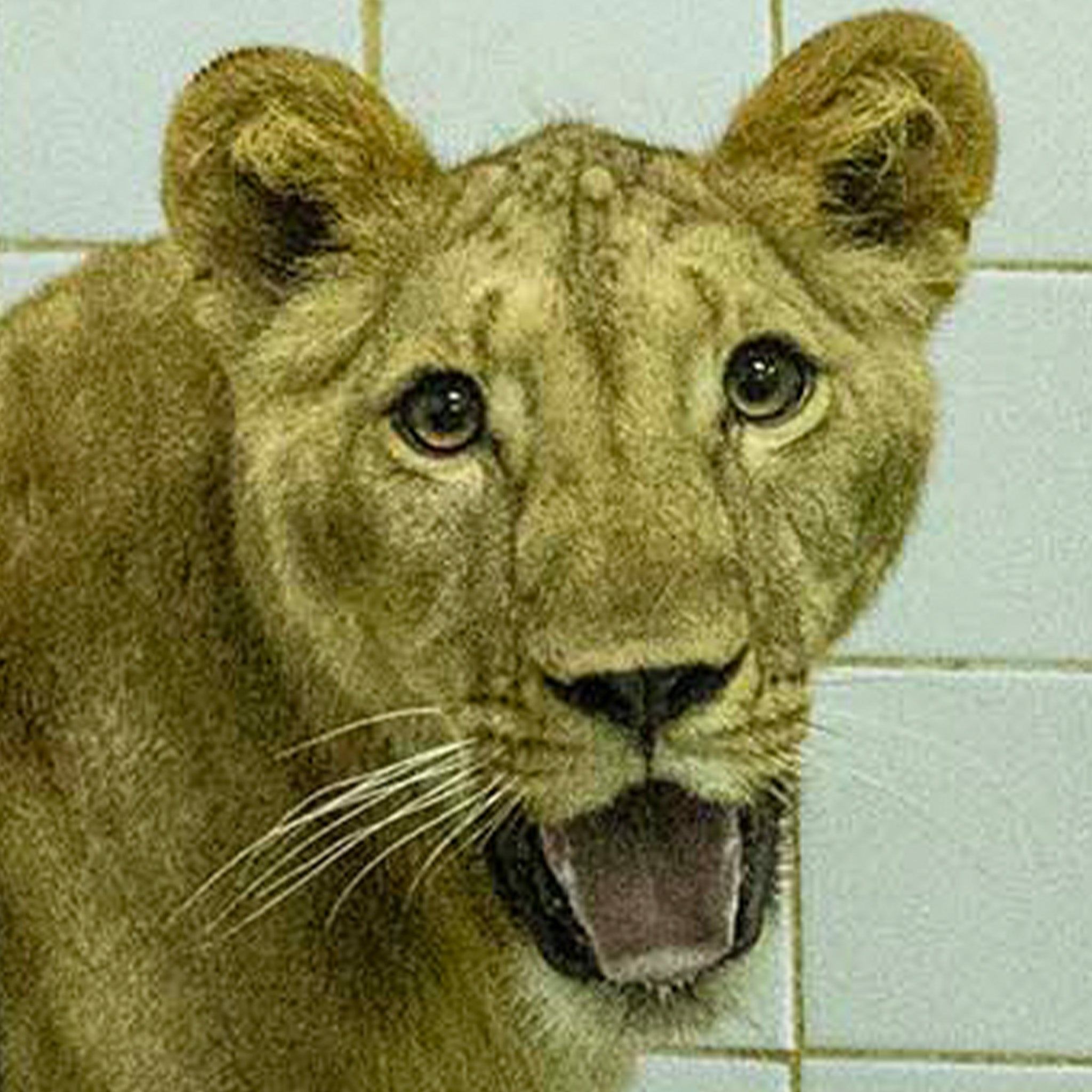 Collections – Animal Defenders International Shop USA