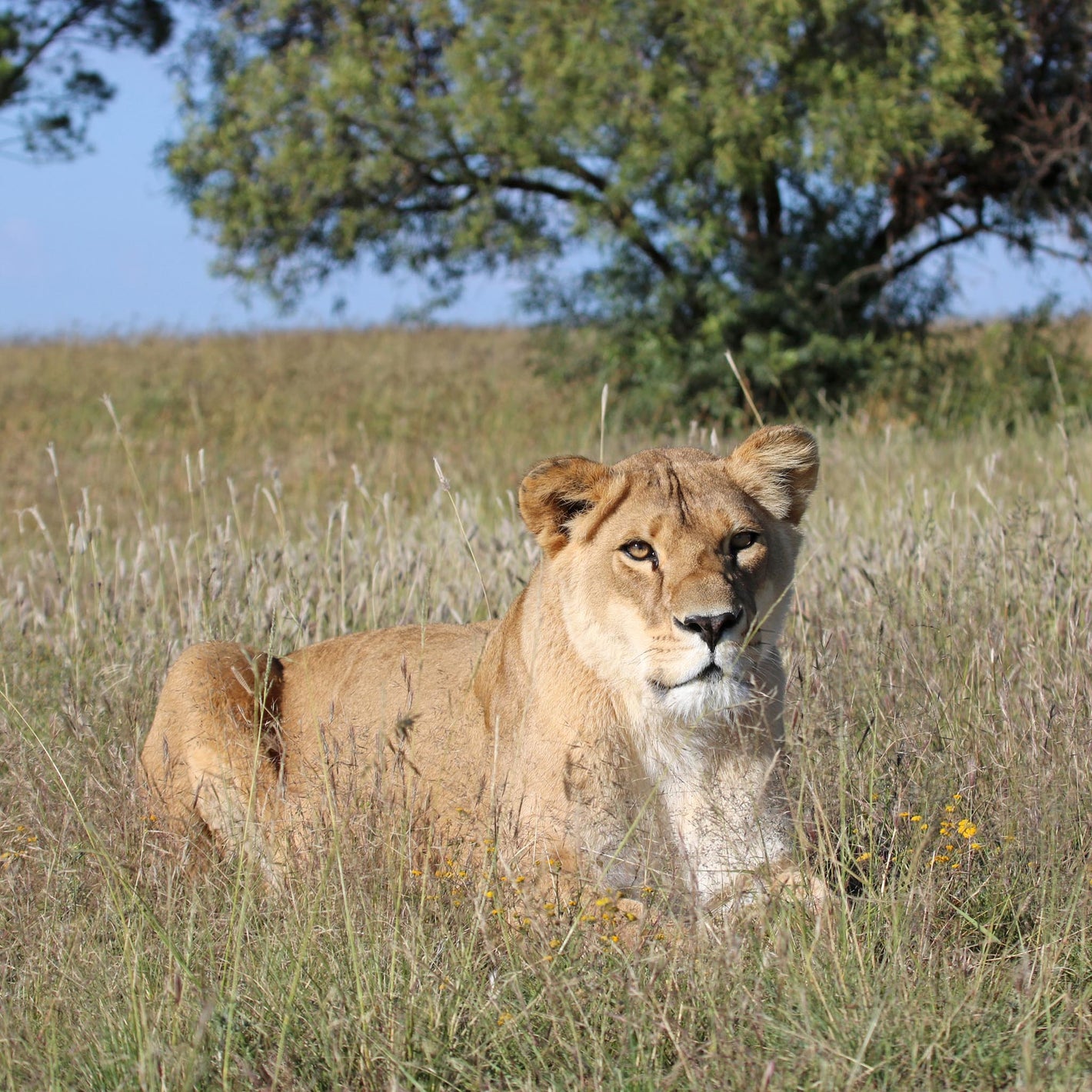 Animal Defenders International Shop USA