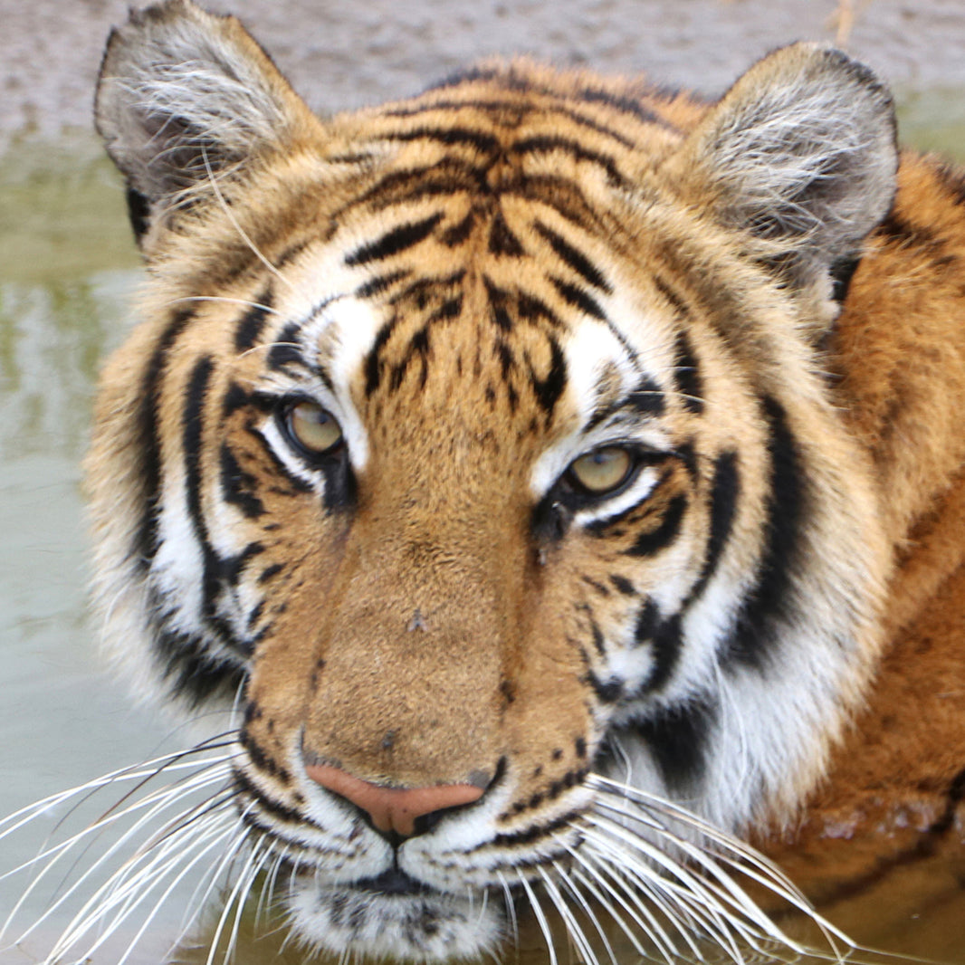 Animal Defenders International Shop USA